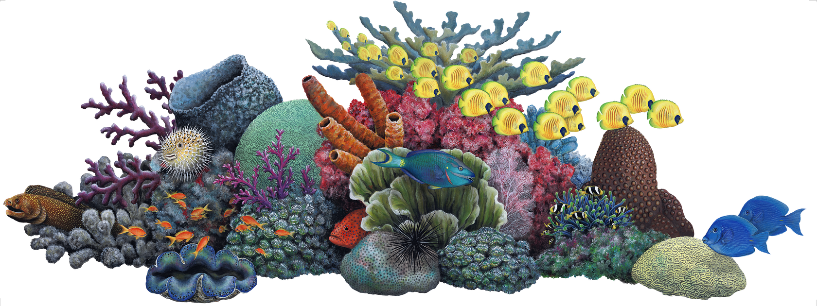 Coral Reef Wall Decals | Tropical Fish Wall Decals | Ocean Wall Mural ...