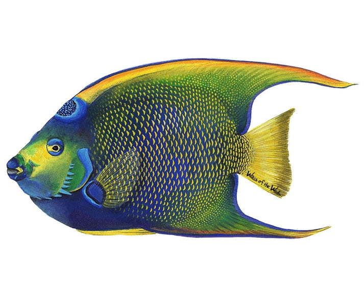 Queen Angelfish Wall Decal (side view) | Tropical Fish Decals – Wall of ...