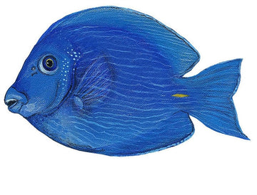 Ocean Wall Decals | Freshwater Fish Wall Decals – Wall of the Wild